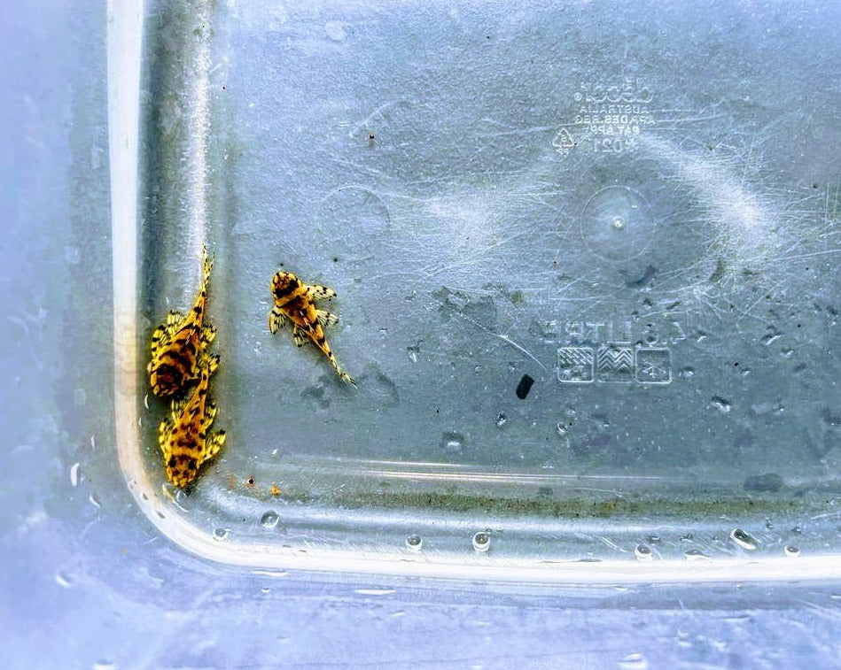 L236 SUPER YELLOW – Melbourne Tropical Fish