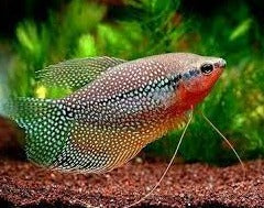 Lace Gourami (Pearl) – Melbourne Tropical Fish