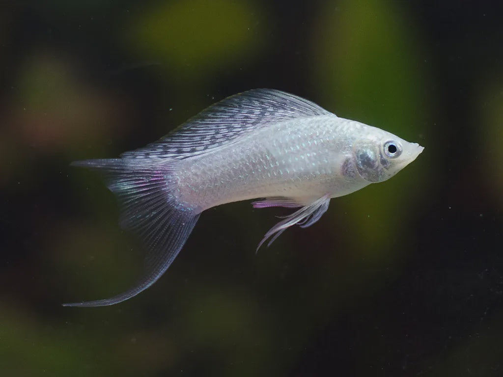 Lyre Tail Molly – Melbourne Tropical Fish