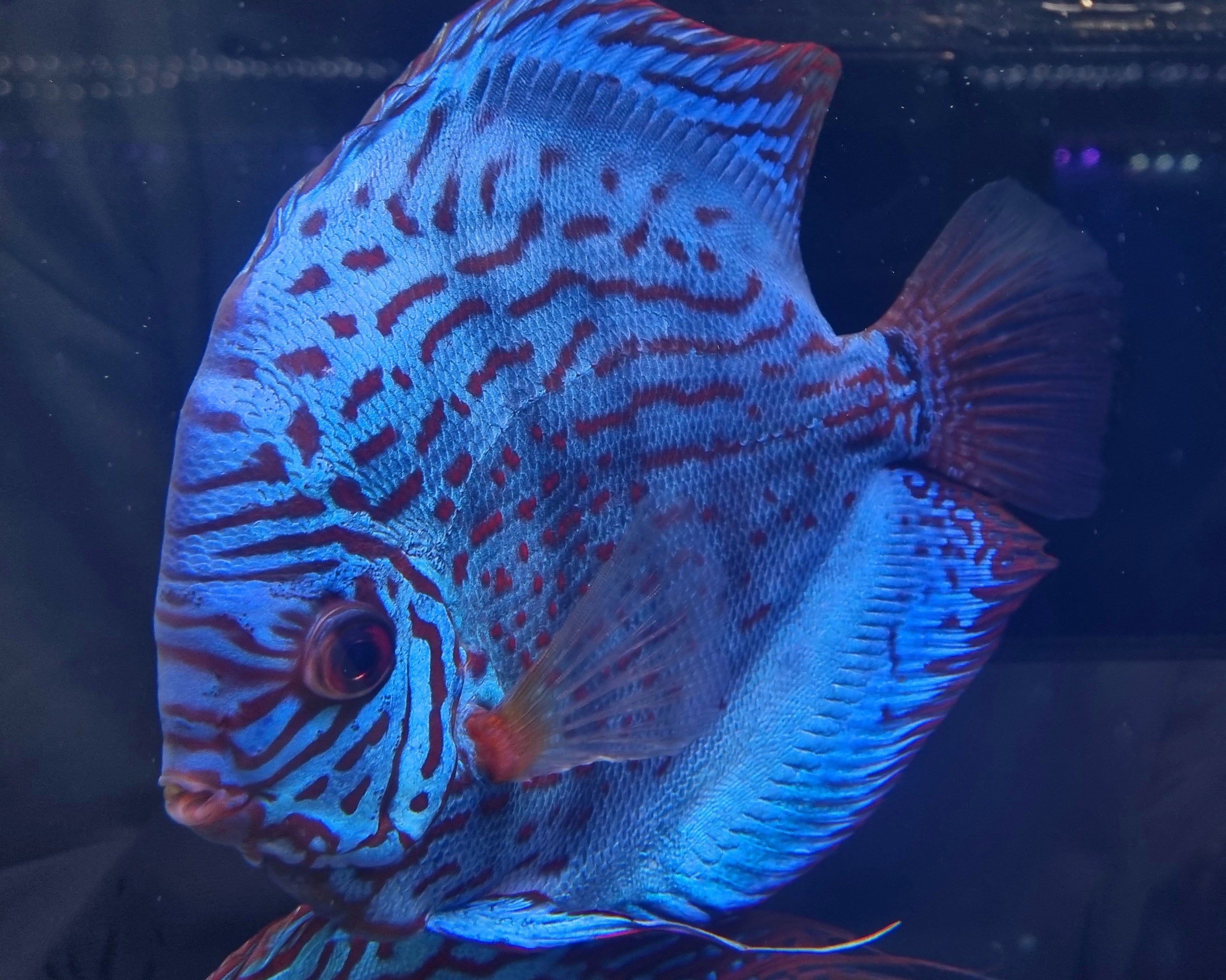 Blue Discus Fish Giant Blue Diamond Discus Tank | Gorgeous Discus