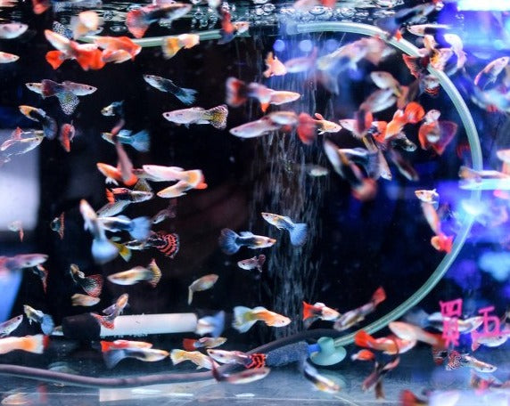 Male Guppy Fish Live Aquarium Tropical Fish For Sale Shipped Door To