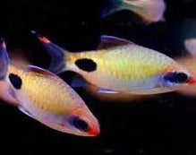 Mascara Barb – Melbourne Tropical Fish