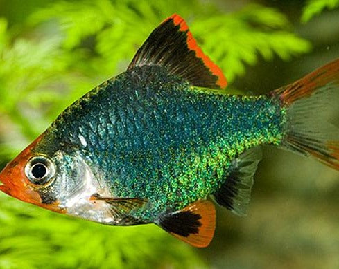 Moss Green Barb – Melbourne Tropical Fish
