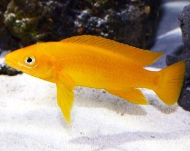 Leleupi Orange – Melbourne Tropical Fish