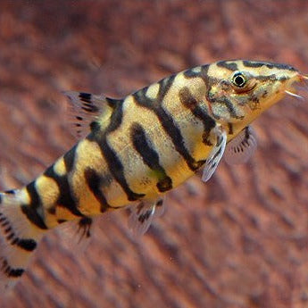 Pakistani Loach Yoyo Loach – Melbourne Tropical Fish
