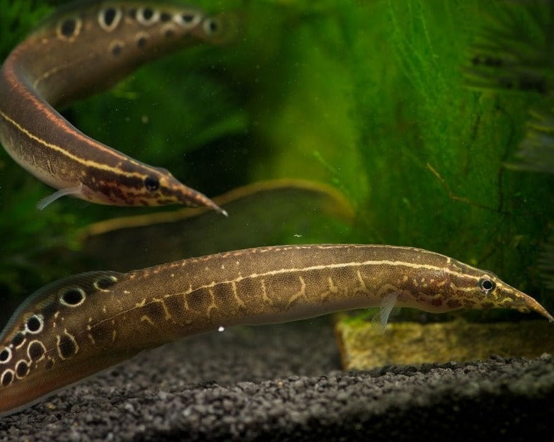 Spiny Eel – Melbourne Tropical Fish