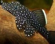 Peppermint Catfish – Melbourne Tropical Fish