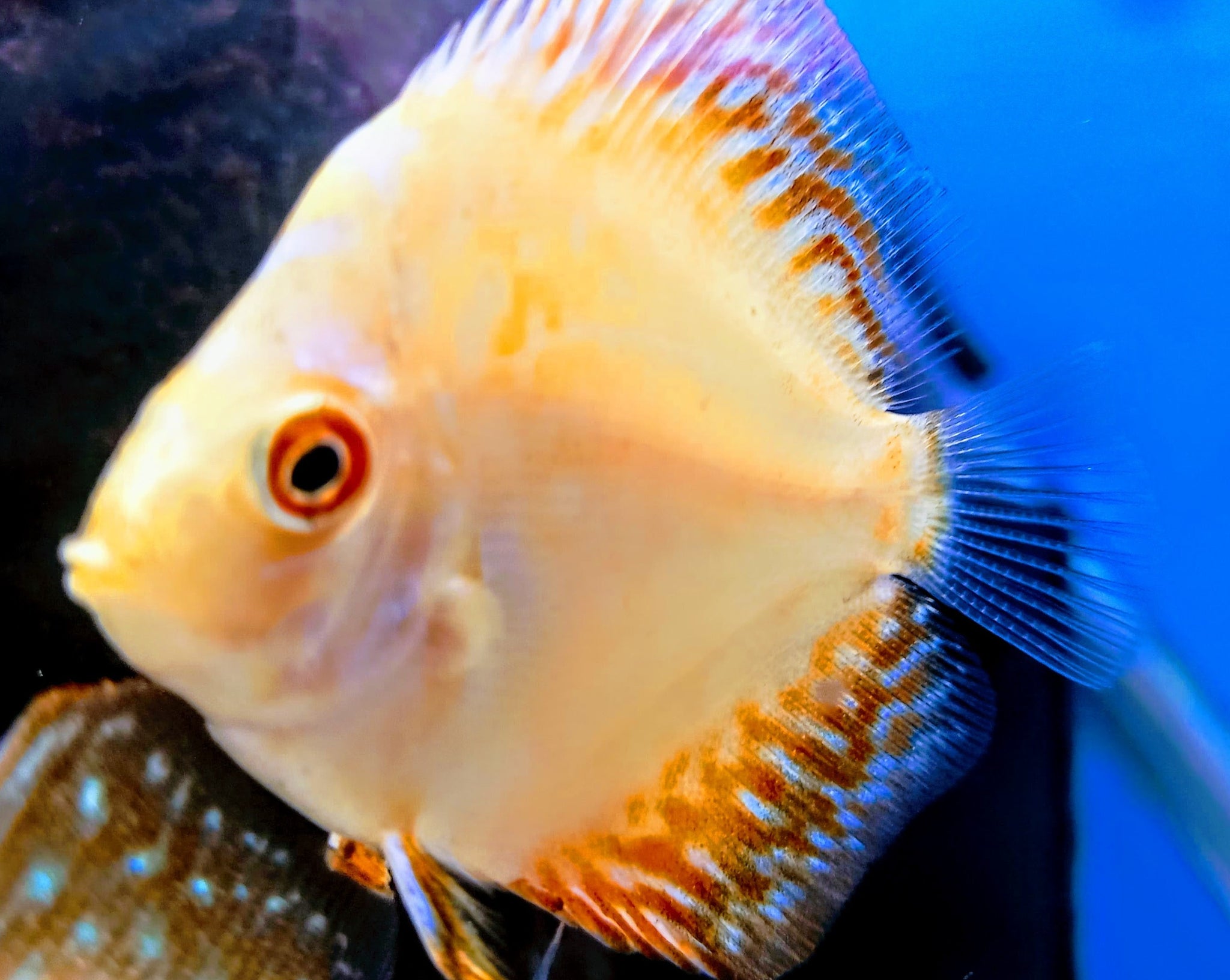 Pigeon Blood – Melbourne Tropical Fish