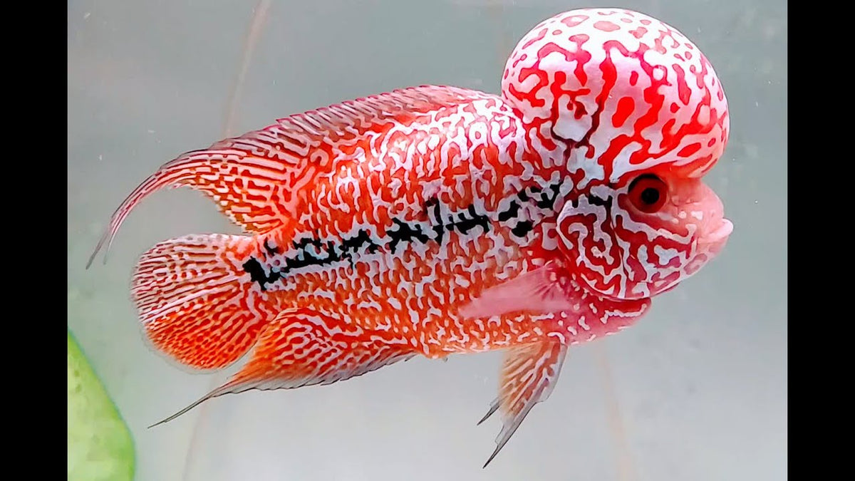 Red kamfa f2 flowerhorn – Melbourne Tropical Fish