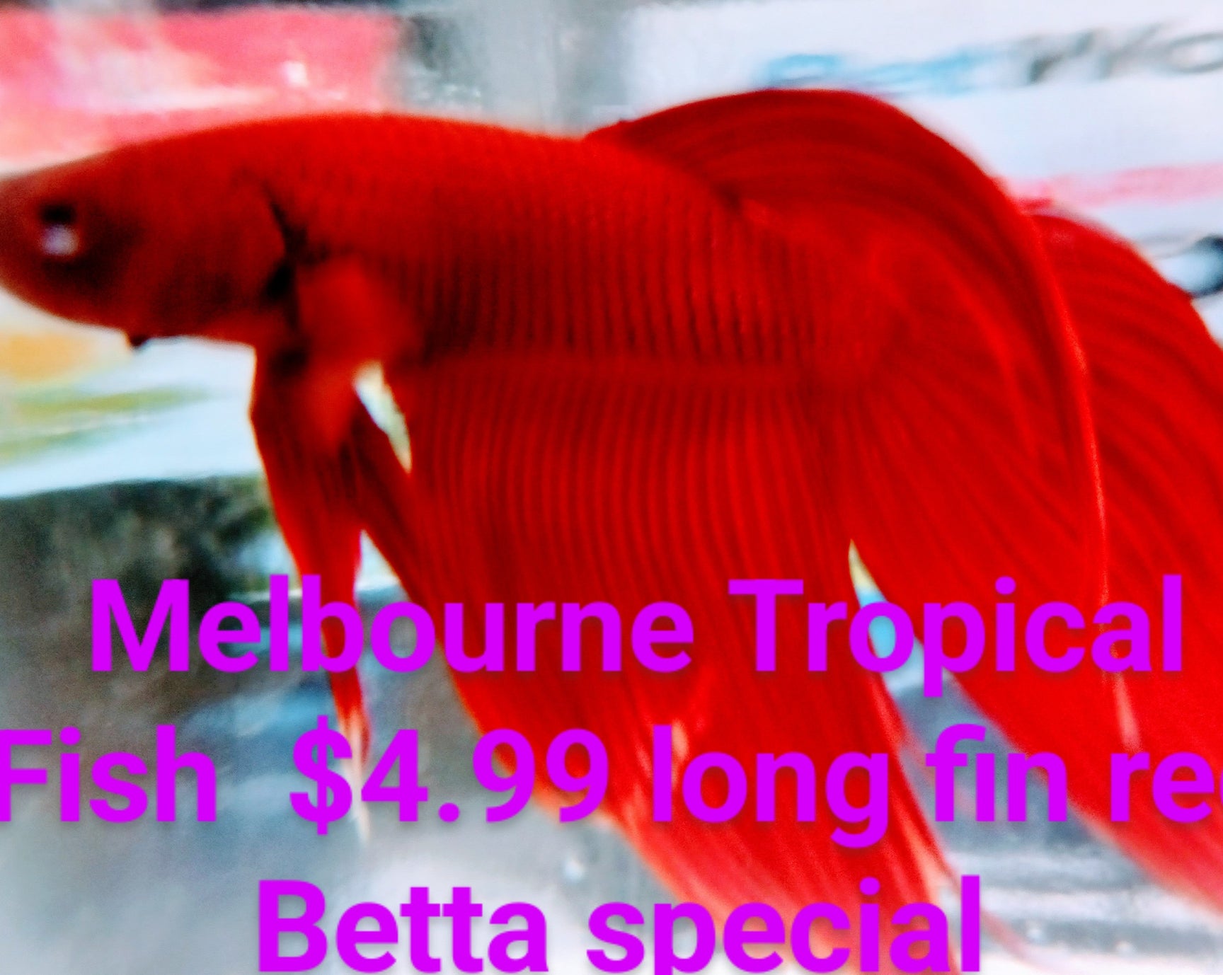 Long Fin Red Betta Male Sale – Melbourne Tropical Fish