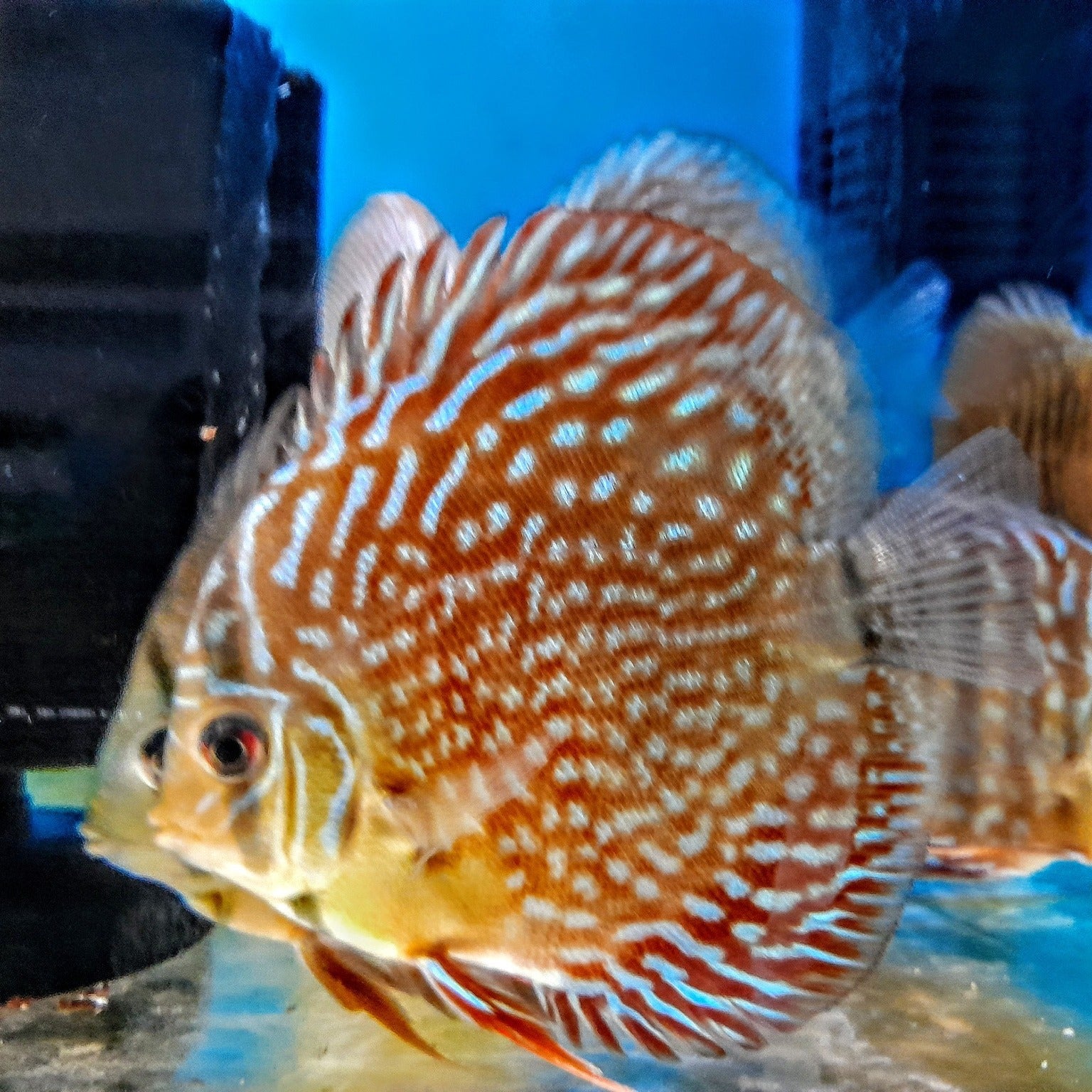Discus Red Turquoise – Melbourne Tropical Fish