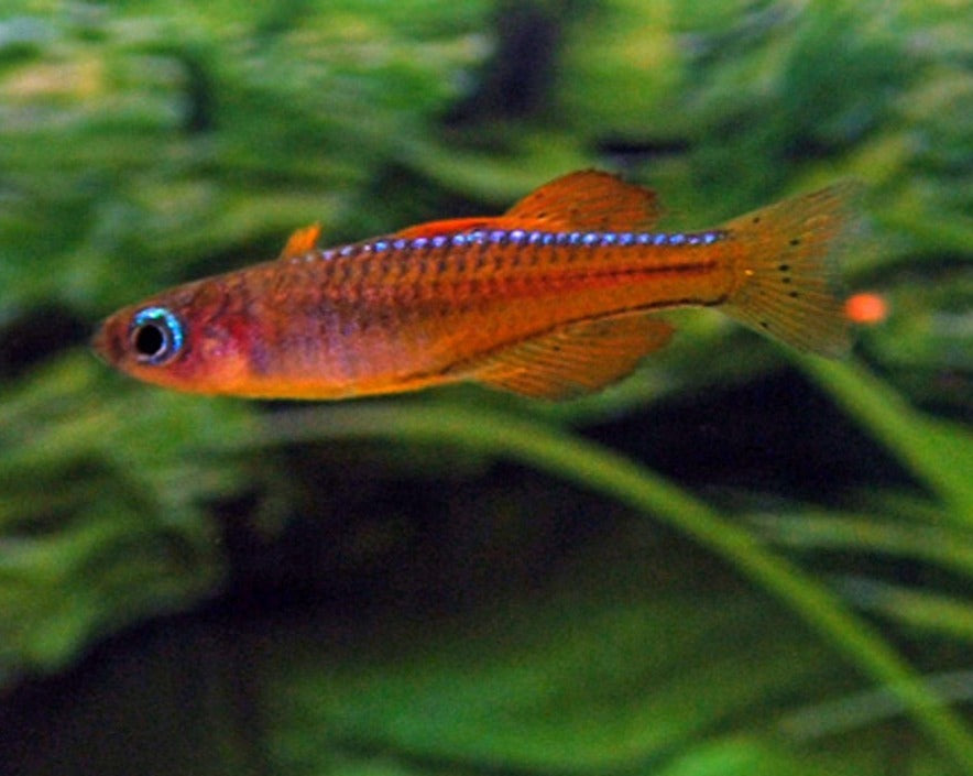 Red Neon Blue Eye (Pseudomugil Luminatus) – Melbourne Tropical Fish