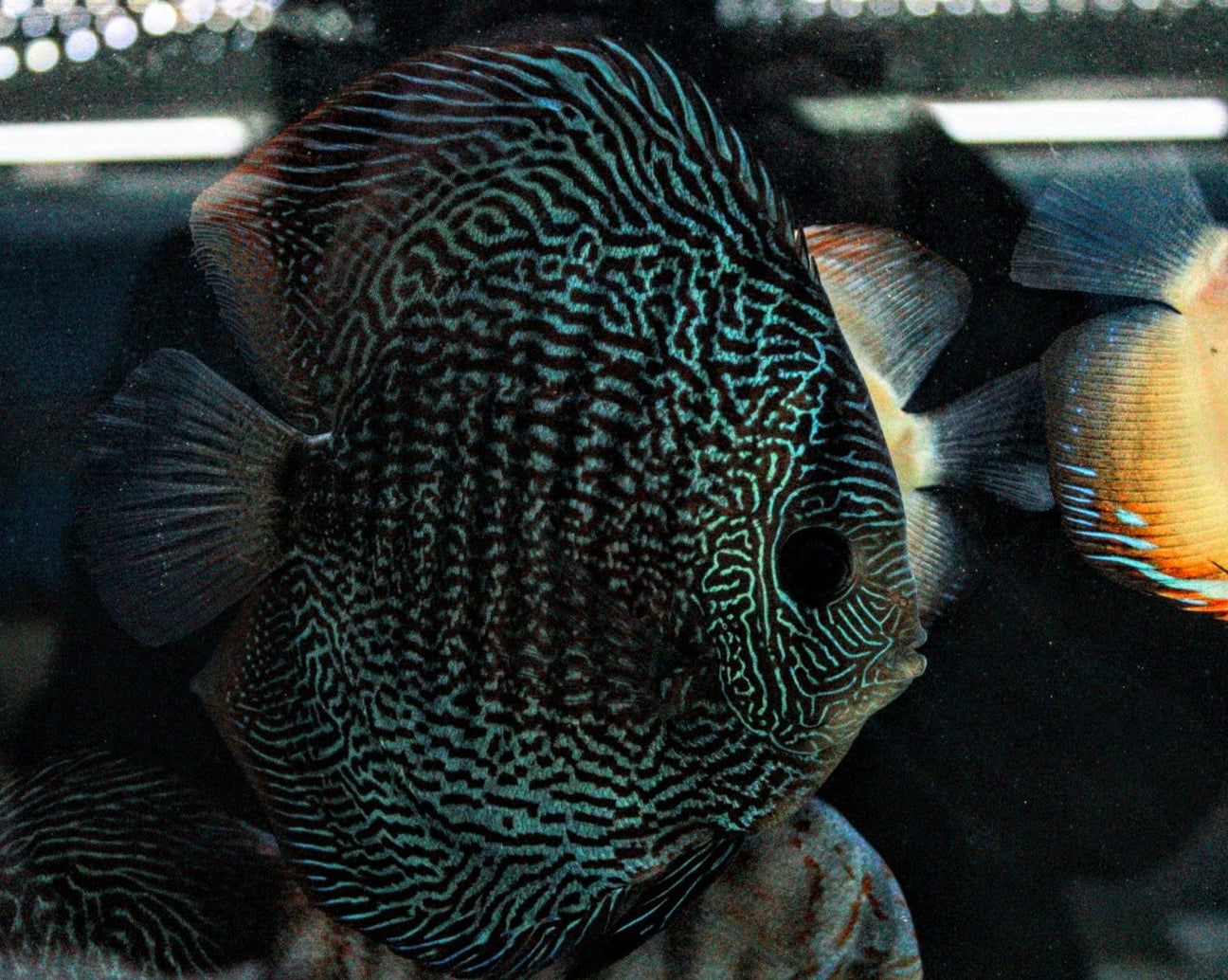 Blue Snakeskin Discus – Melbourne Tropical Fish