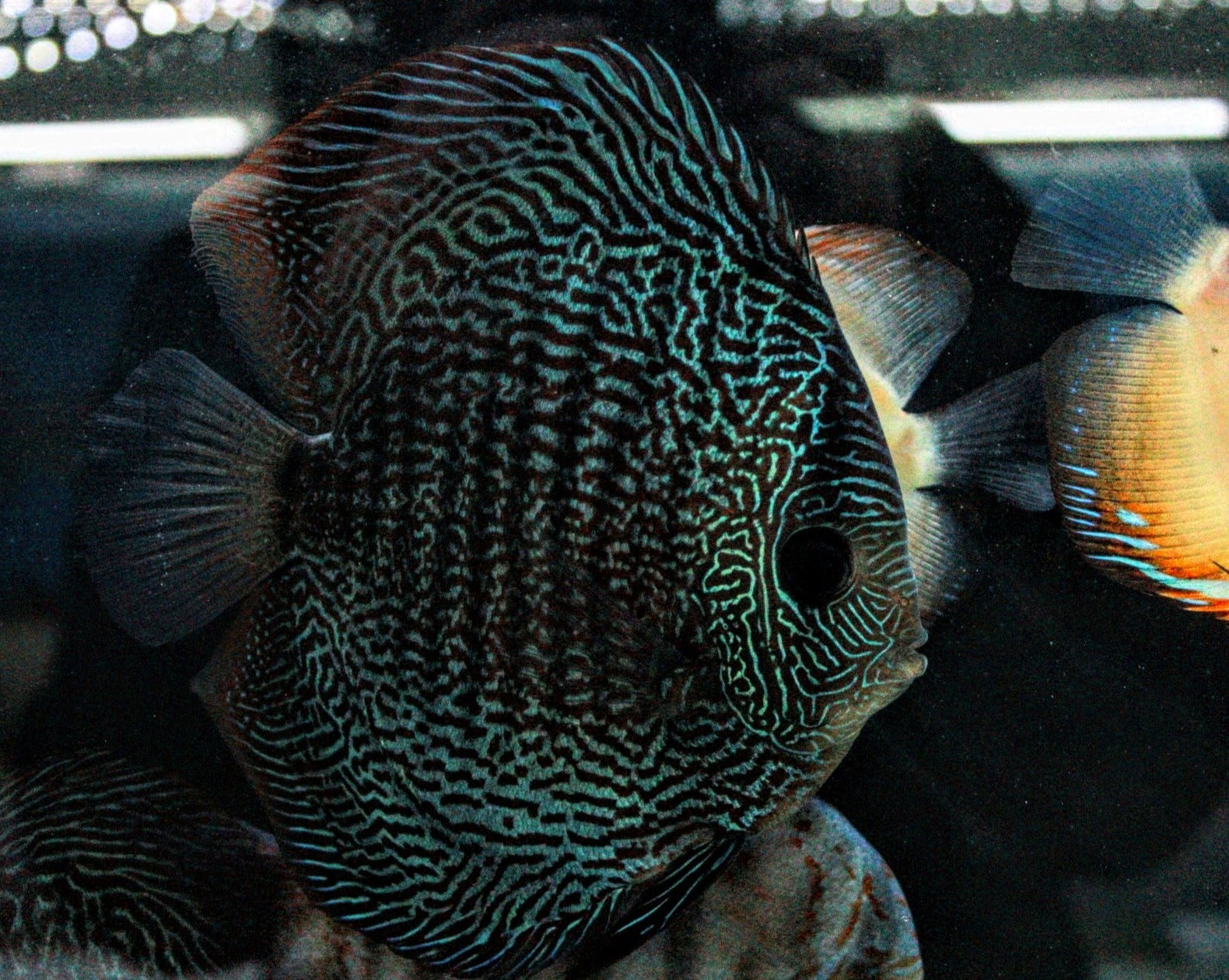 Blue Snakeskin Discus – Melbourne Tropical Fish