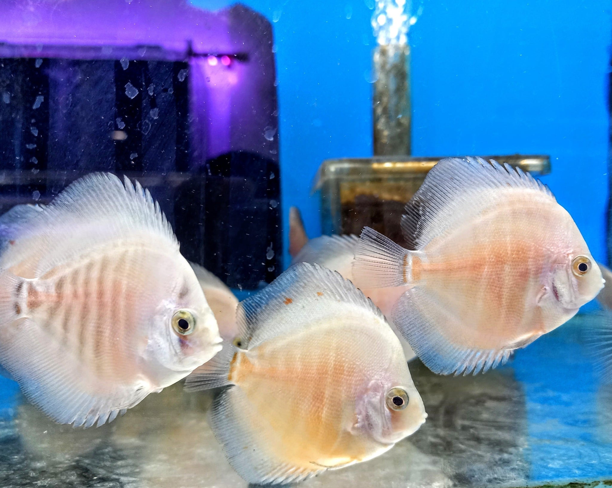 Discus Snow Leopard – Melbourne Tropical Fish