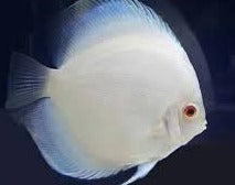Discus White Diamond – Melbourne Tropical Fish