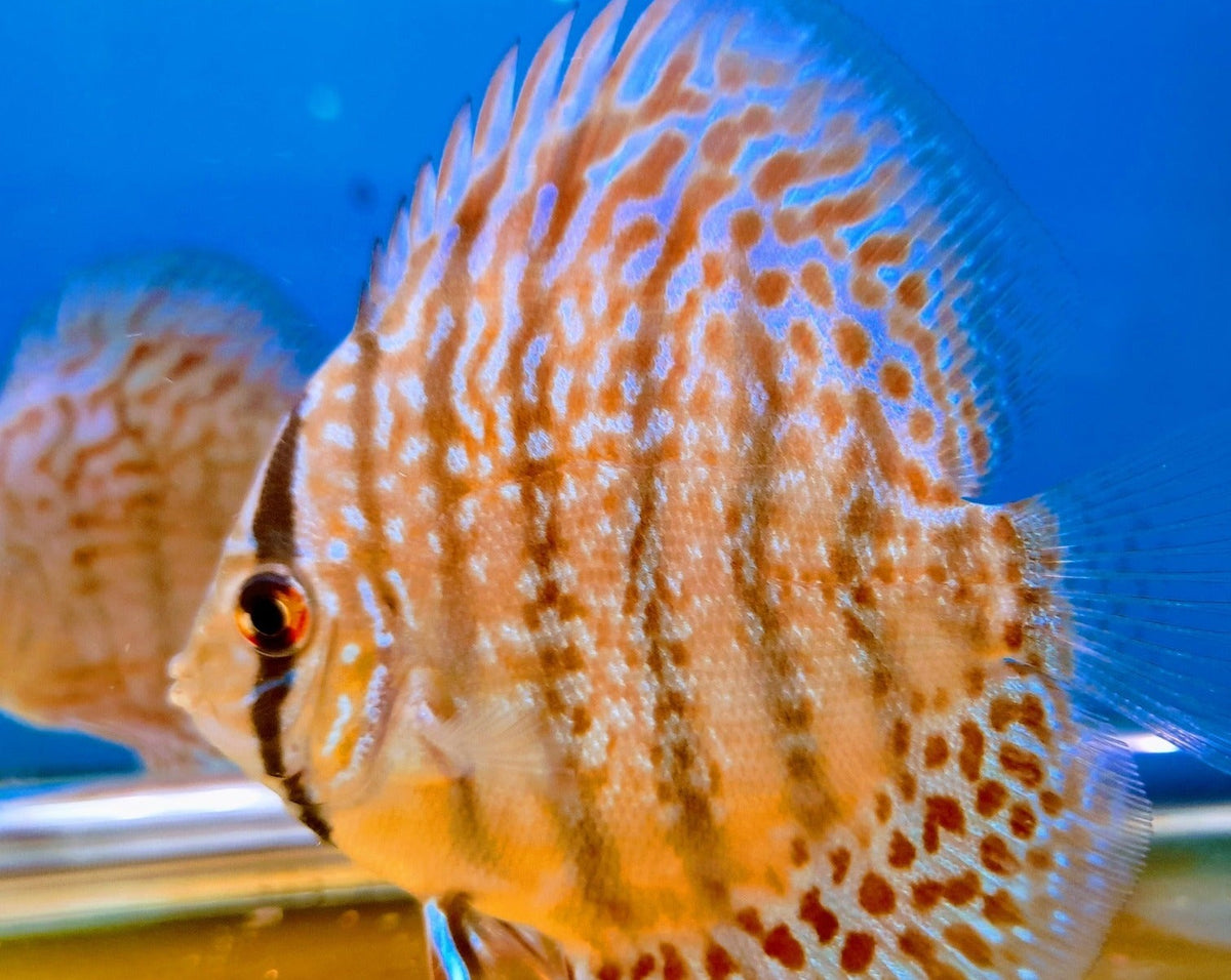 Discus Spotted Eruption – Melbourne Tropical Fish