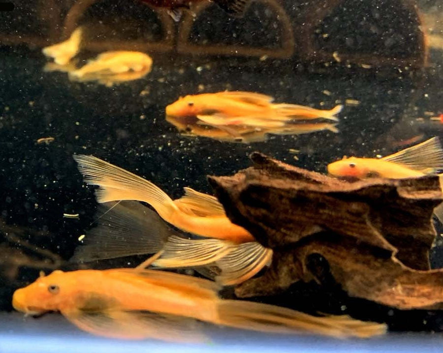 Super Red Long Fin Bristle Nose – Melbourne Tropical Fish