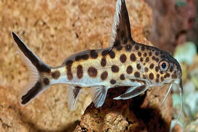 Petricola Cat – Melbourne Tropical Fish
