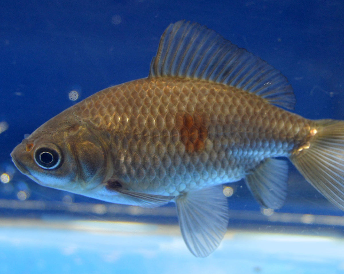 Black Uncoloured Comets – Melbourne Tropical Fish
