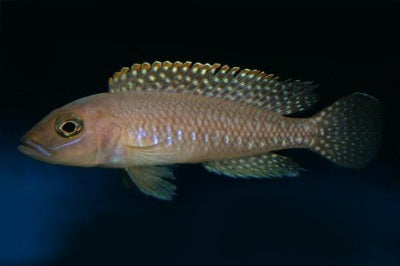 Ventralis Chituta – Melbourne Tropical Fish
