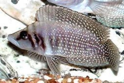 White Calvus – Melbourne Tropical Fish