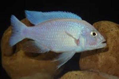 White Knight – Melbourne Tropical Fish