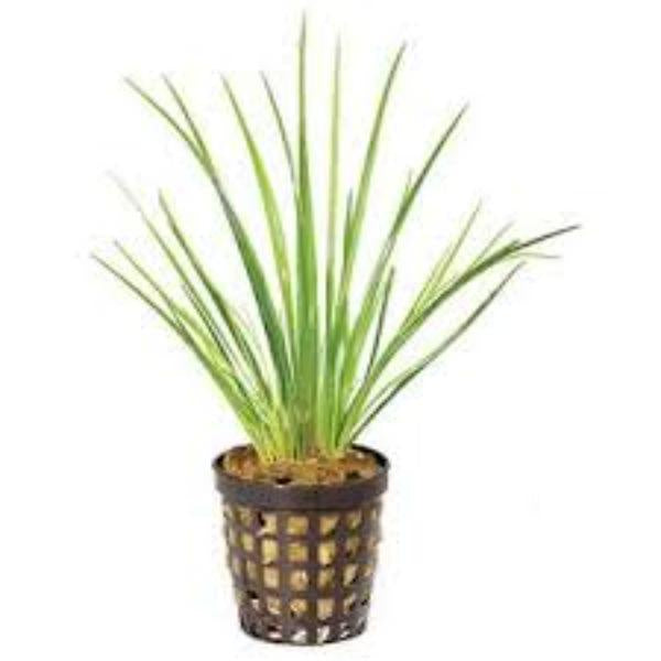 Dwarf Gold Rush Pot – Melbourne Tropical Fish