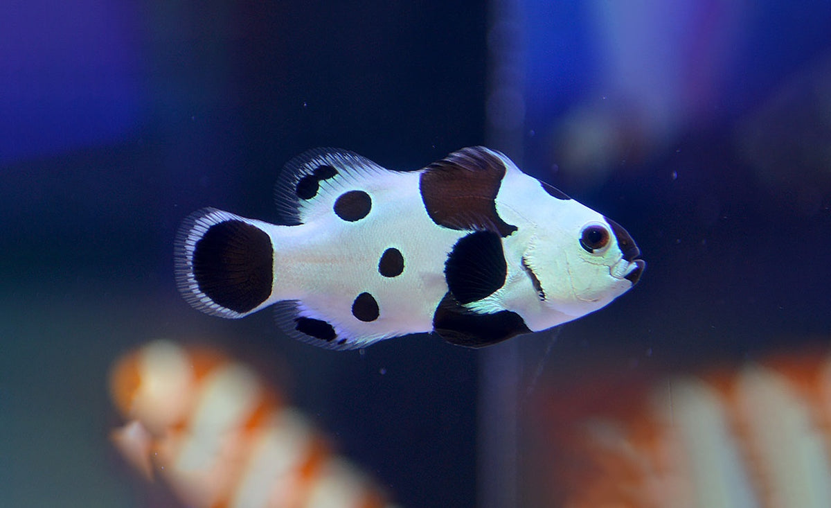 Black Storm Clown Fish – Melbourne Tropical Fish