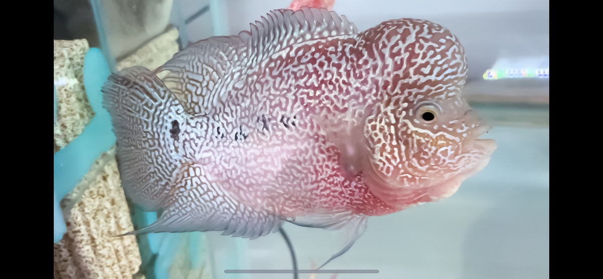 Kamfa f2 full head and face pearl Flowerhorn – Melbourne Tropical Fish