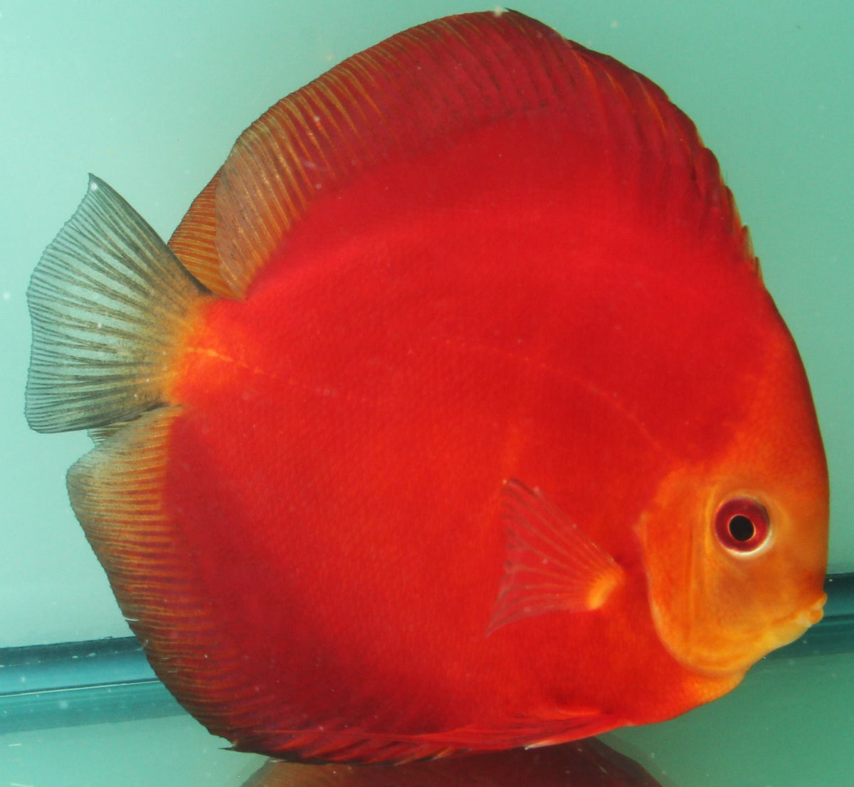 Red Velvet Discus – Melbourne Tropical Fish