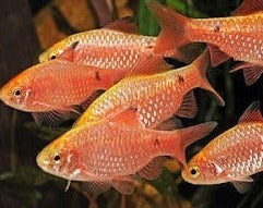 Red Rosy Barb – Melbourne Tropical Fish