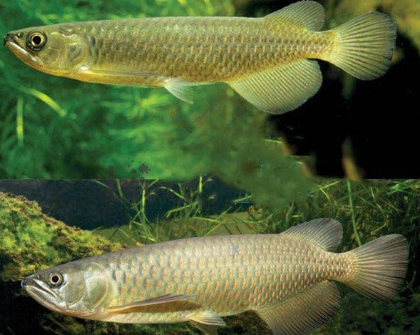 Saratoga Leichardti Queensland – Melbourne Tropical Fish