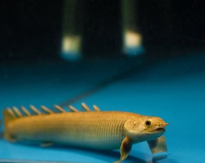 Senegal Birchir – Melbourne Tropical Fish