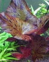 Tiger Lotus Red – Melbourne Tropical Fish