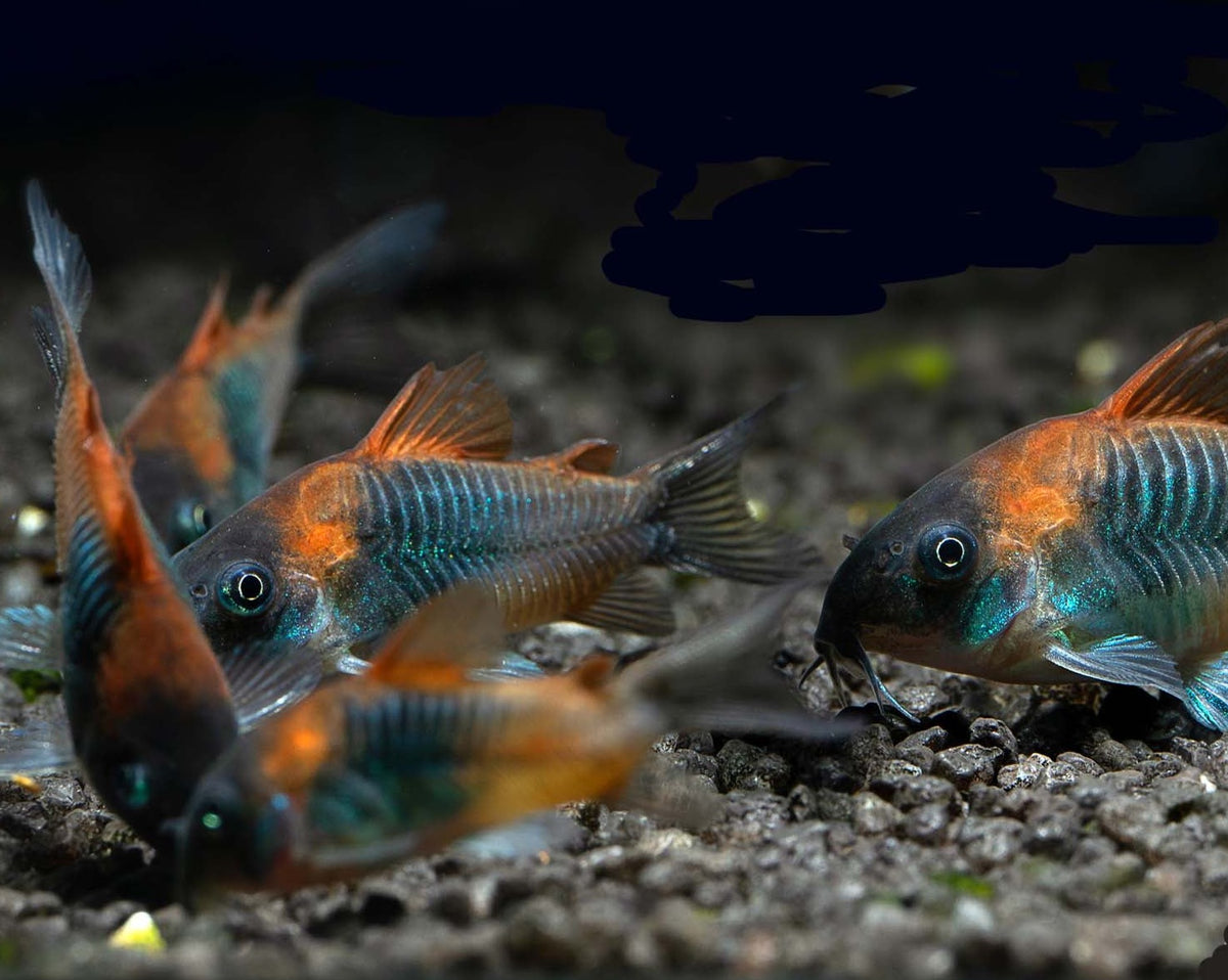 Orange Venezuelan Cory Catfish – Melbourne Tropical Fish