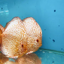 Discus White Pigeon – Melbourne Tropical Fish